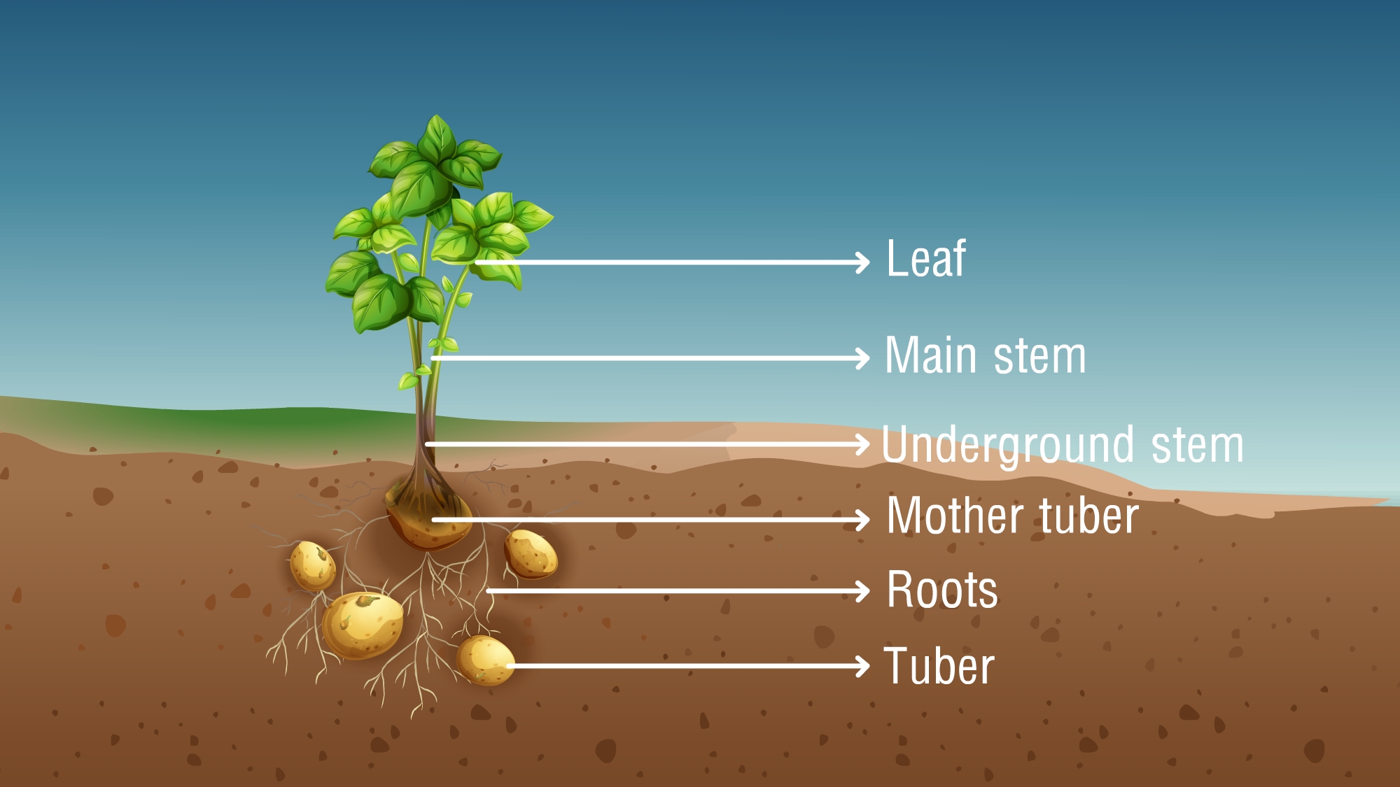 Corm Plants Examples Iii Corms Root Stem Leaf How To Root And Grow An