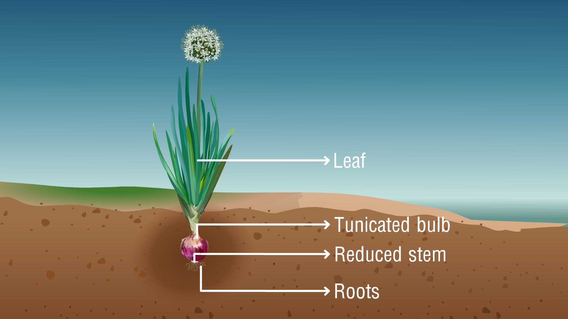 Modifications Of Stem Underground Subaerial And Aerial Modification Of