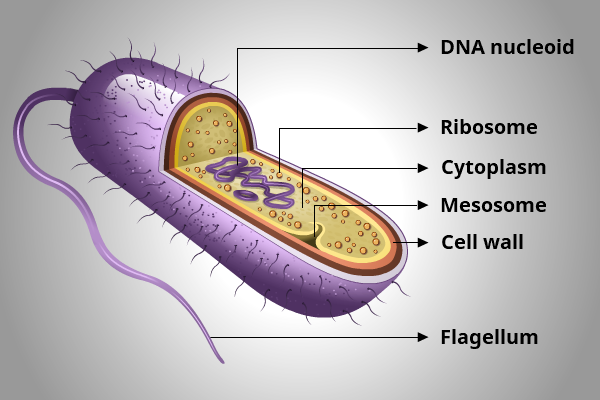 Bacteria Plantae Science, Civilization And Society