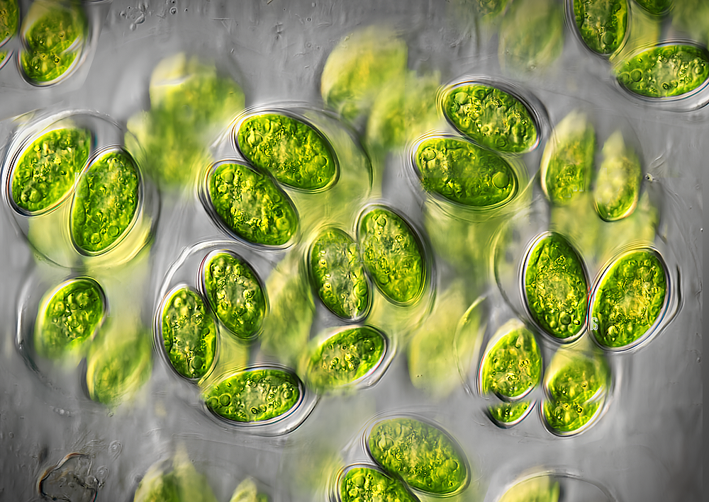 Fig. 4 Algae