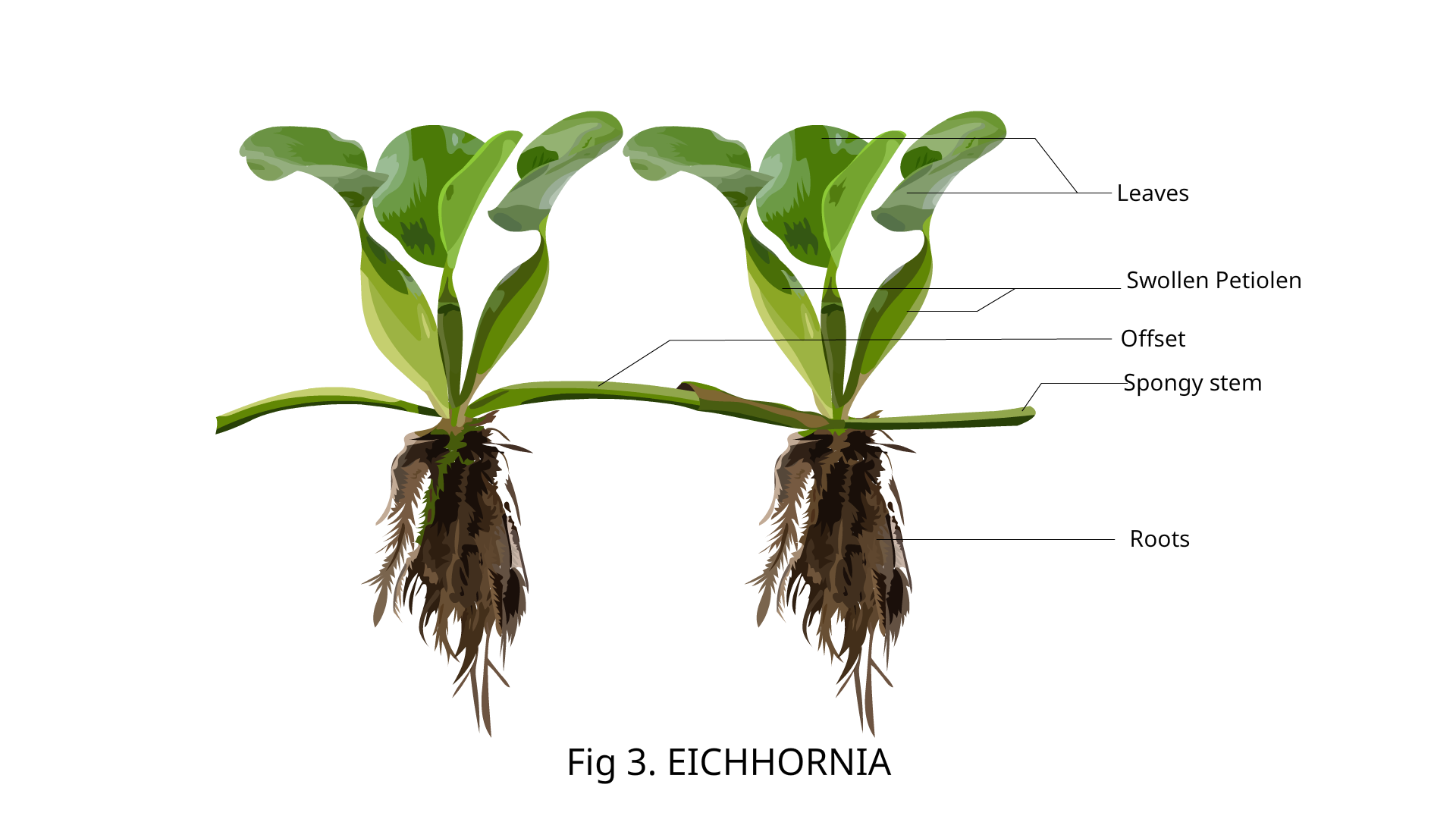 Runners Stem Garden Help Desk: Managing Crabgrass And Other Grassy